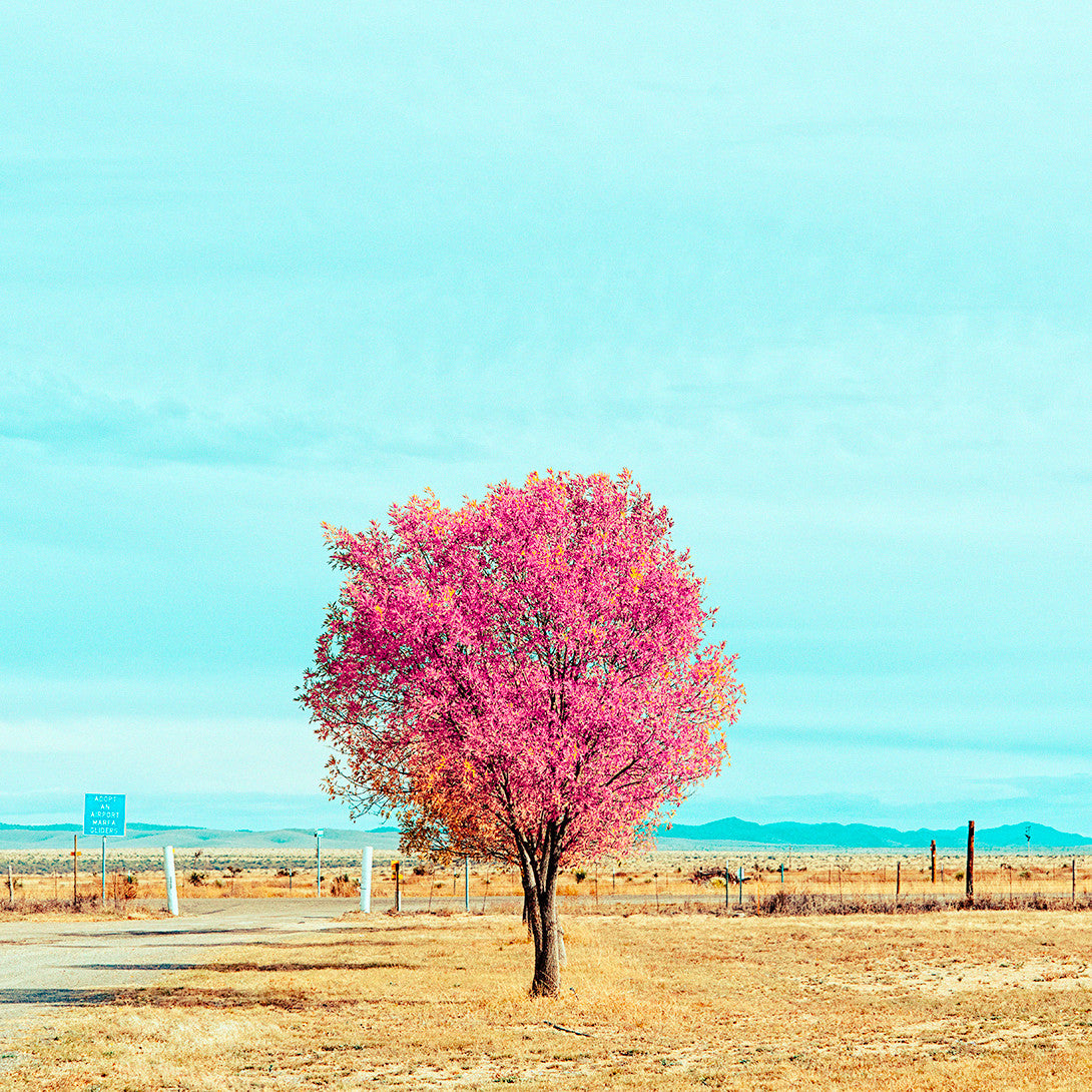 Pink Tree – Matt Crump
