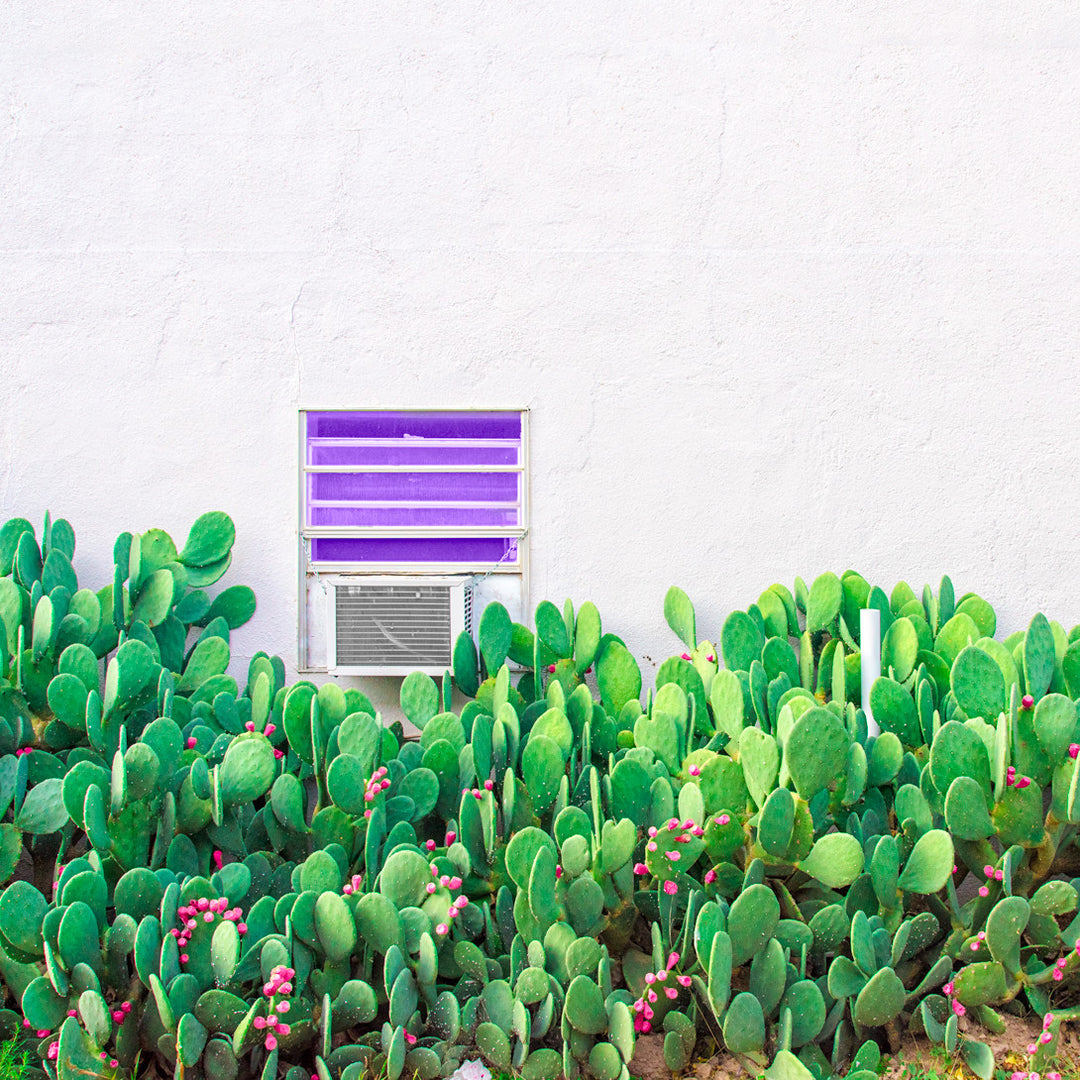 Cactus Patch – Matt Crump