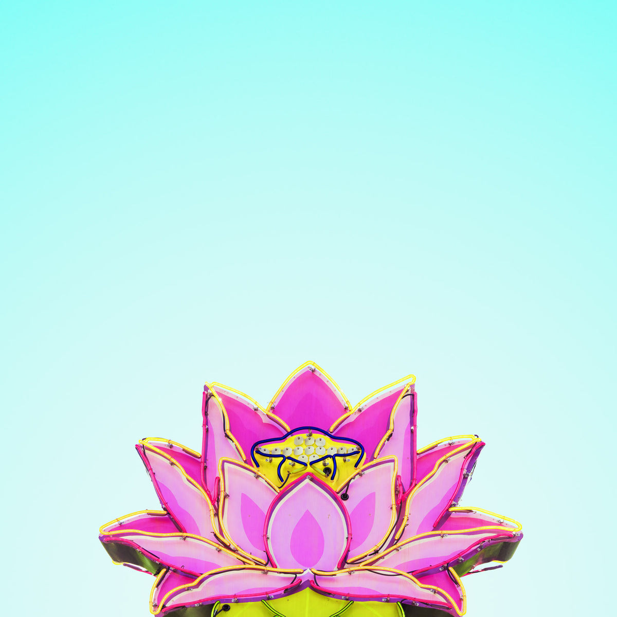 Lotus – Matt Crump