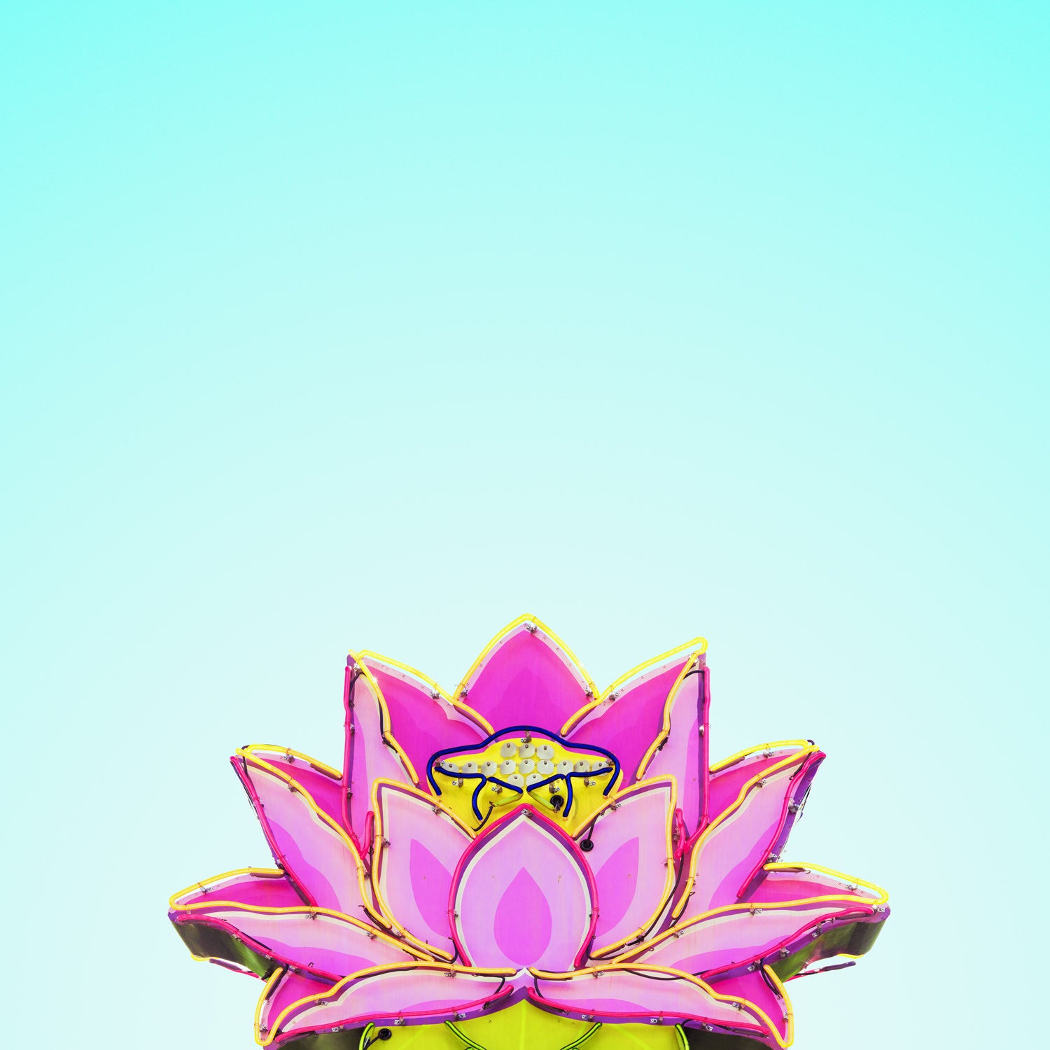 Lotus – Matt Crump